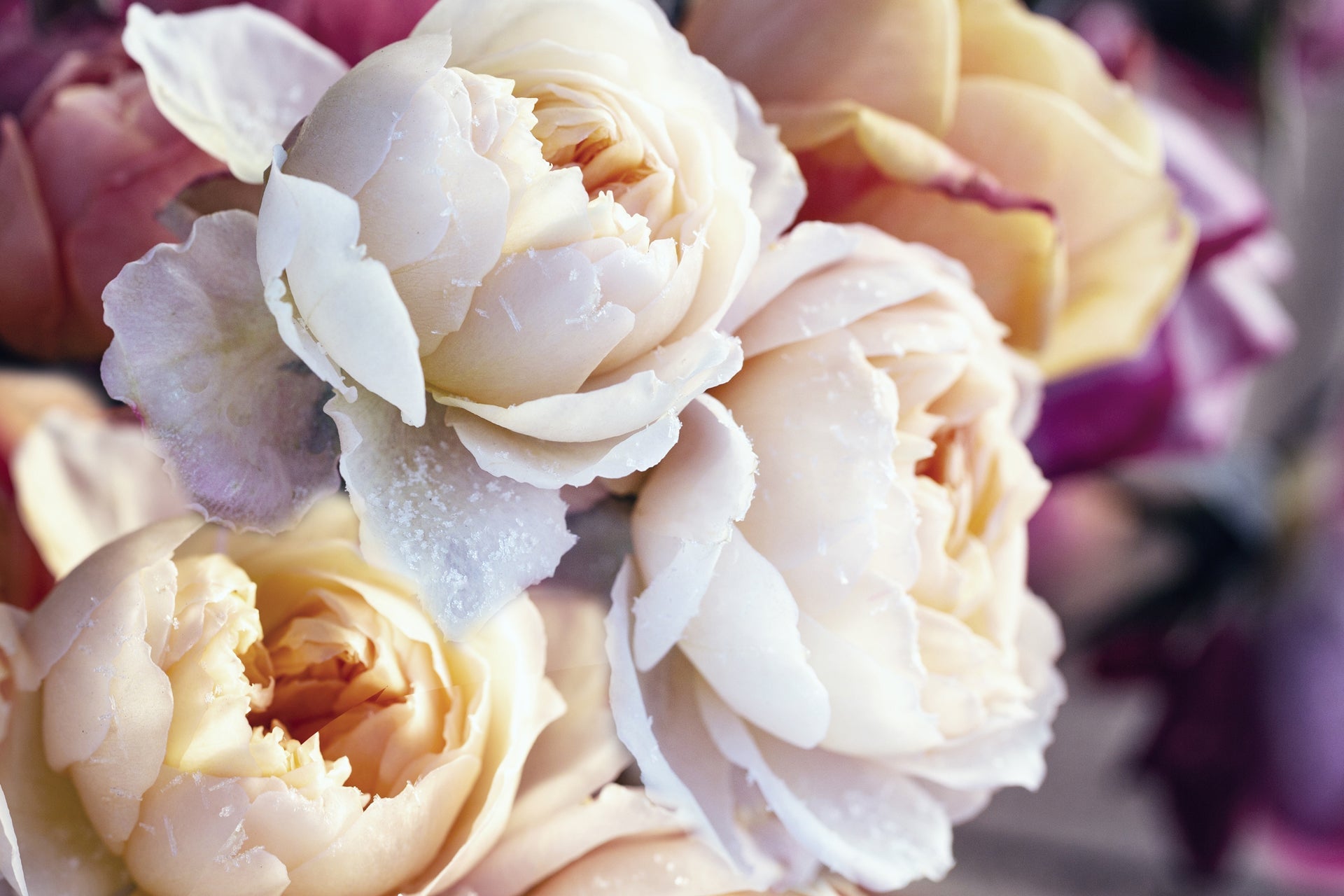 Winter flowers in Sioux City, IA | Flowerland – Local Flower Delivery